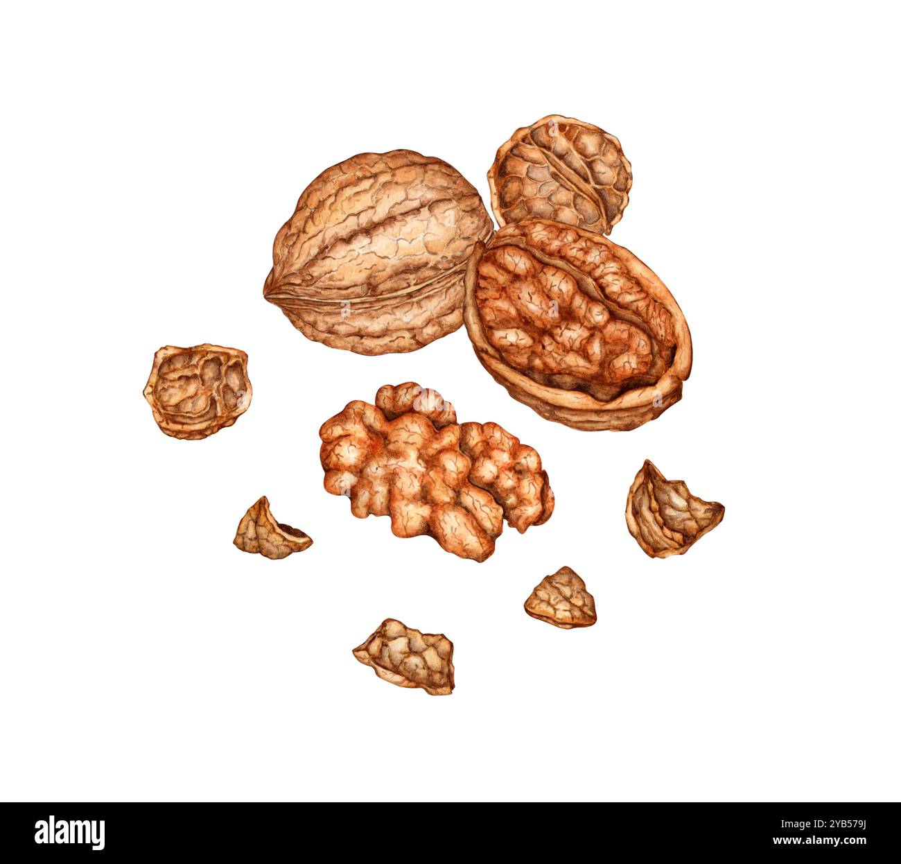 Whole walnut, half kernel and shell watercolor illustration isolated ...