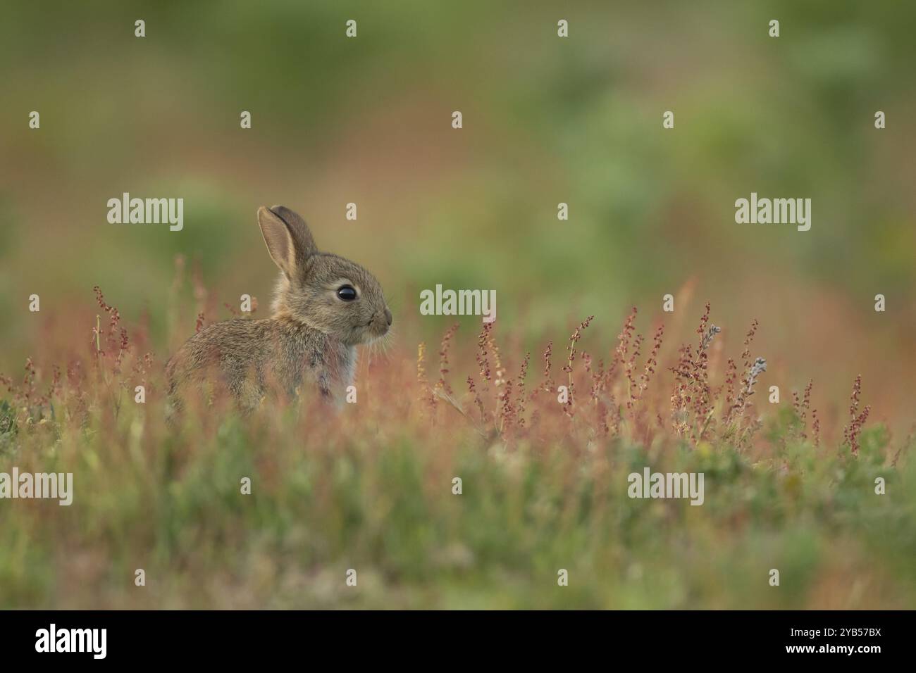 Rabbit cubs hi-res stock photography and images - Alamy