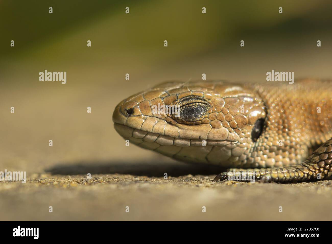 Common lizard (Zootoca vivipara) adult reptile sleeping on a wooden ...