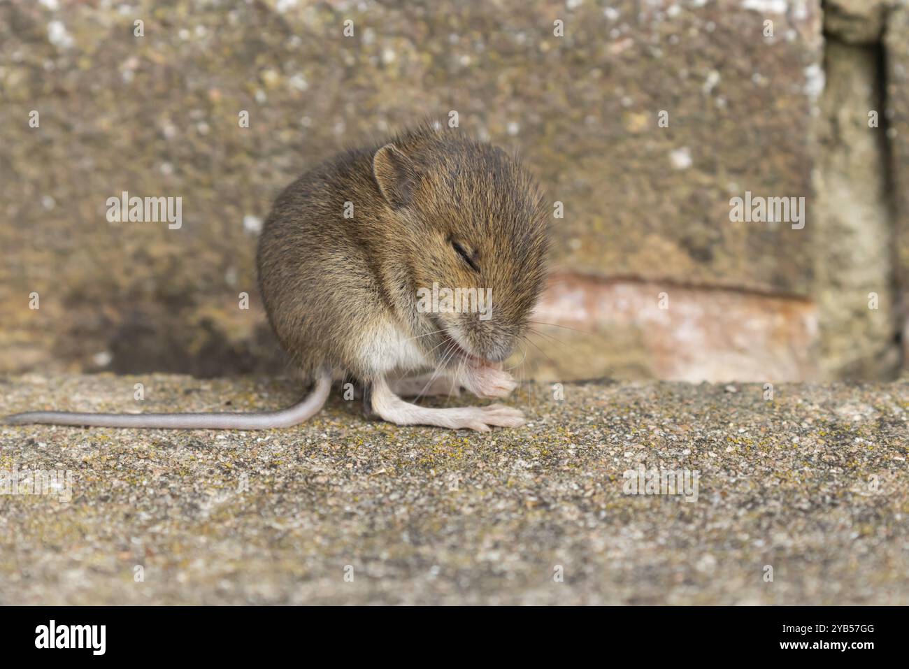 Mouse washing hi-res stock photography and images - Alamy