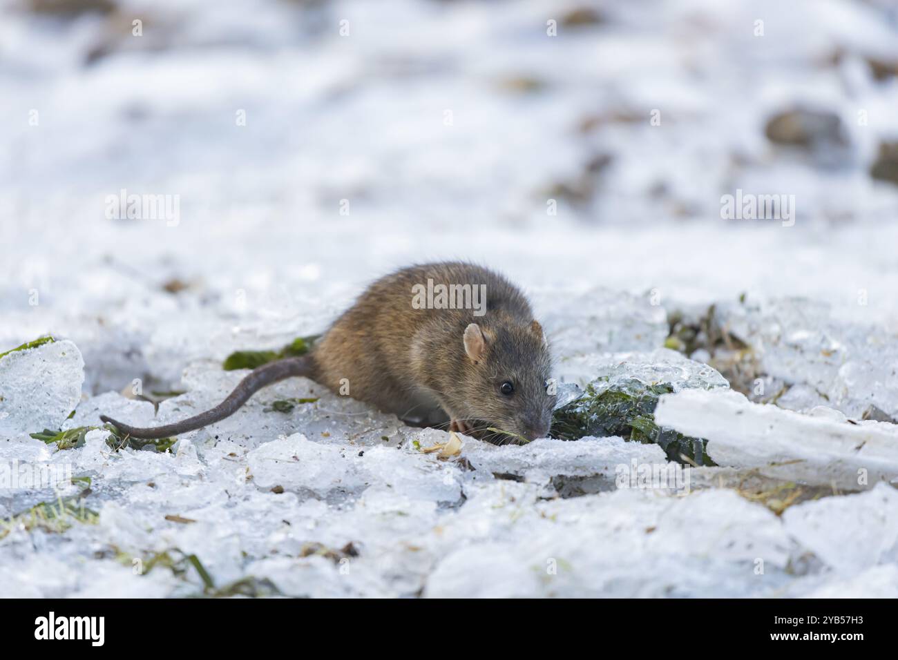 Brown rat (Rattus norvegicus) adult animal searching for food on a ...