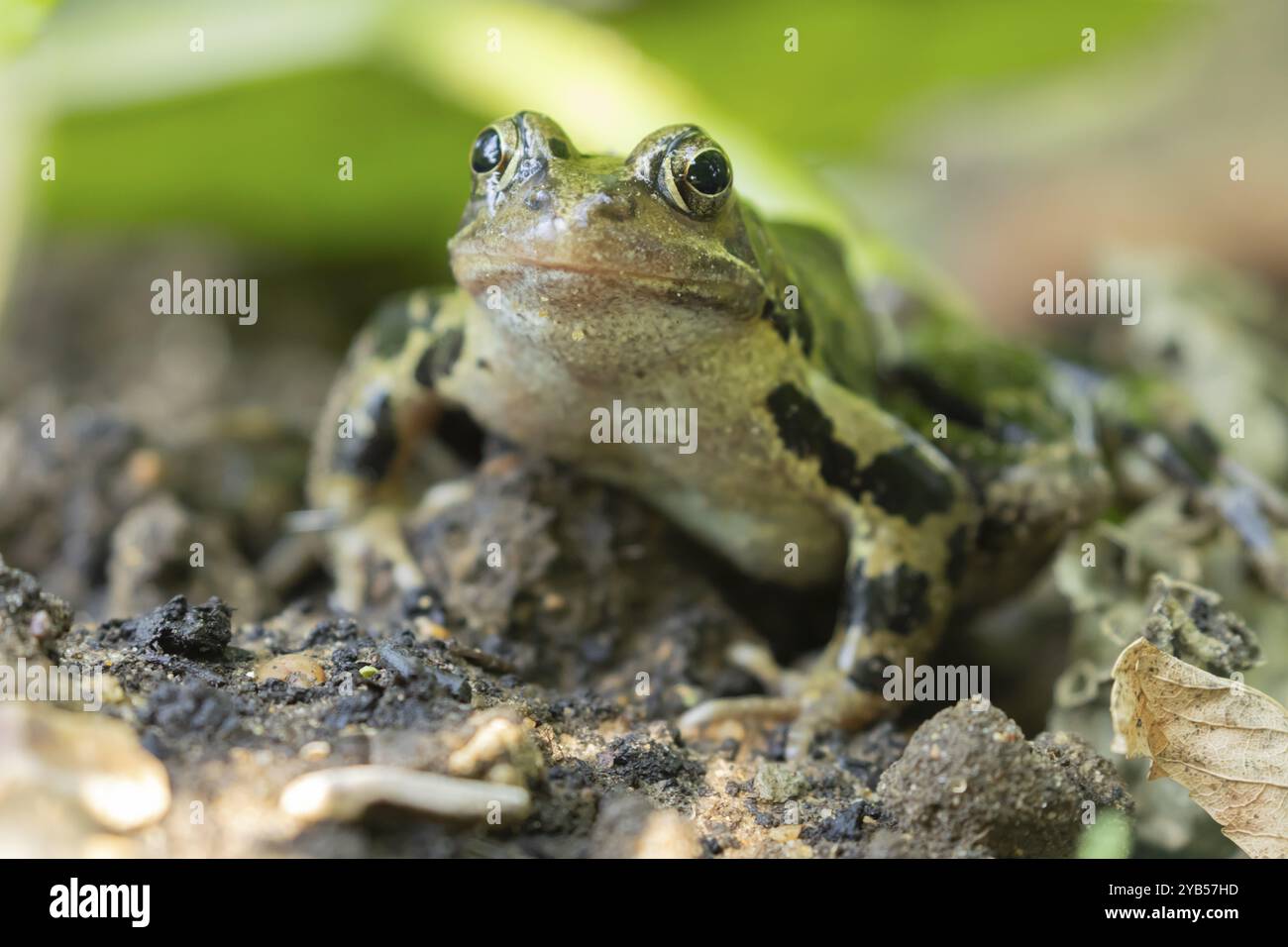 Common frog (Rana temporaria) adult amphibian on a garden vegetable bed ...