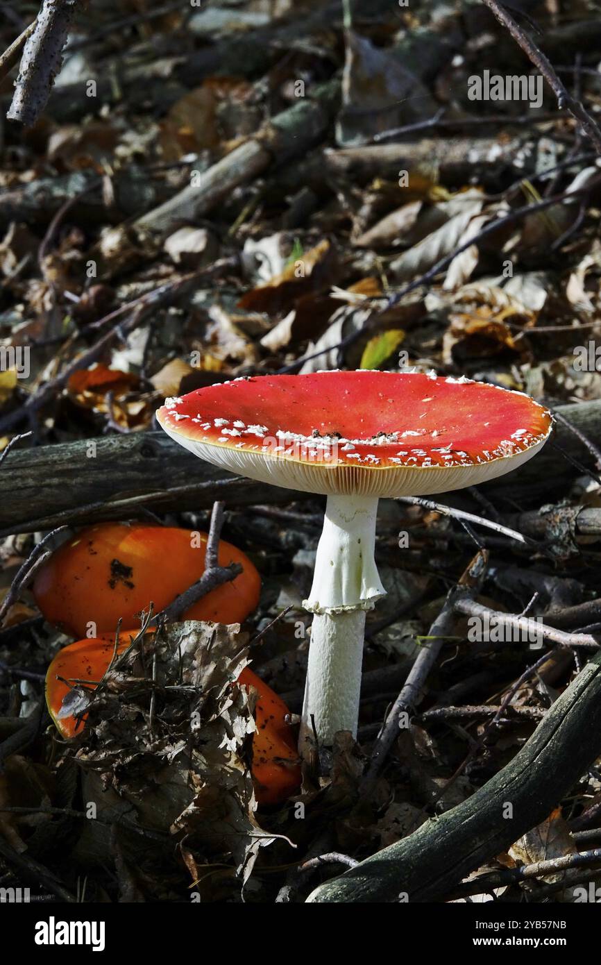 Fairytale toadstools (Amanita muscaria), October, Lusatia, Germany ...