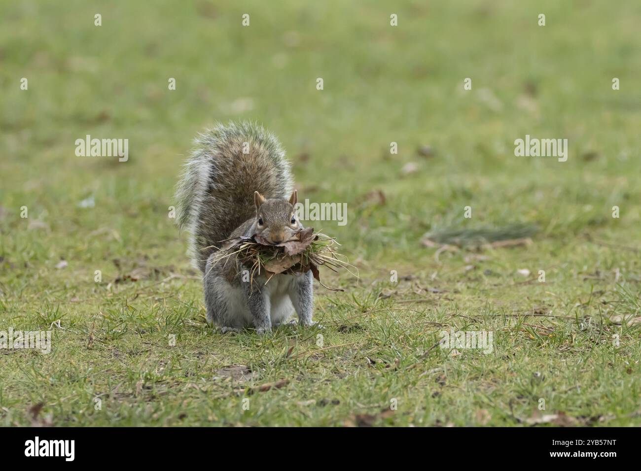 Grey squirrel (Sciurus carolinensis) adult animal with leaves and grass ...