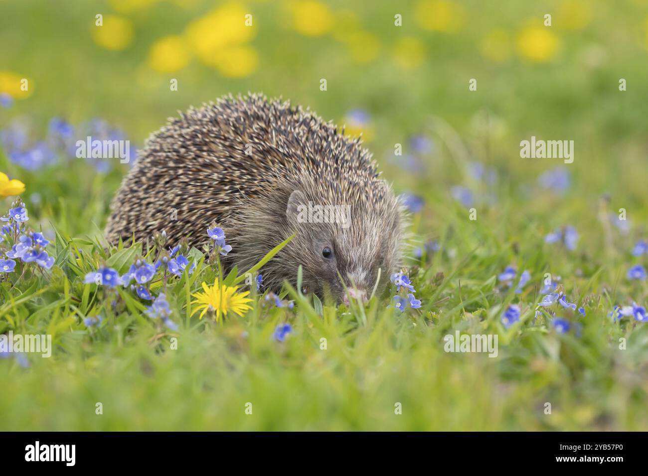 European hedgehog (Erinaceus europaeus) adult animal in a spring meadow ...
