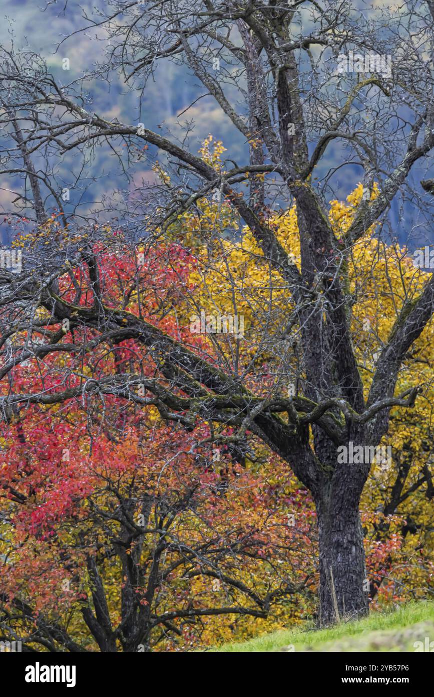 Autumn in the Swabian Alb, fruit trees in a meadow orchard with ...