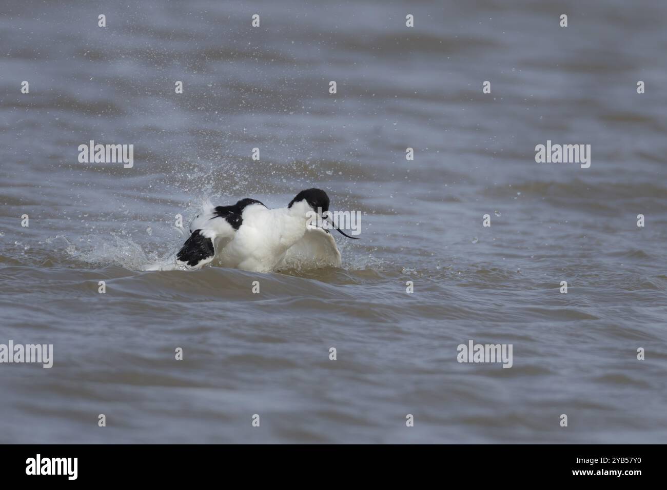 Avocet having a bath hi-res stock photography and images - Alamy