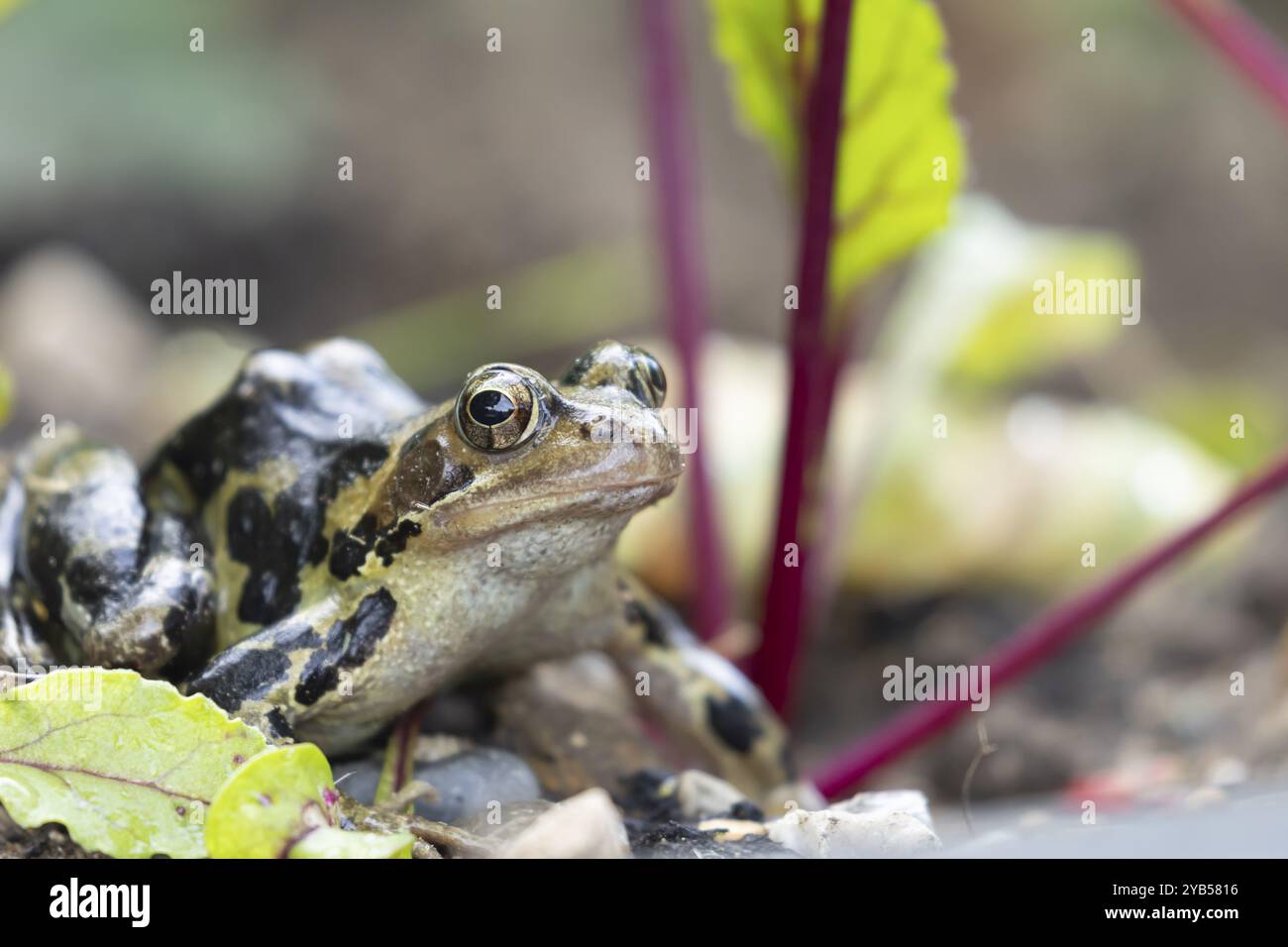 Common frog (Rana temporaria) adult amphibian on a garden vegetable bed ...