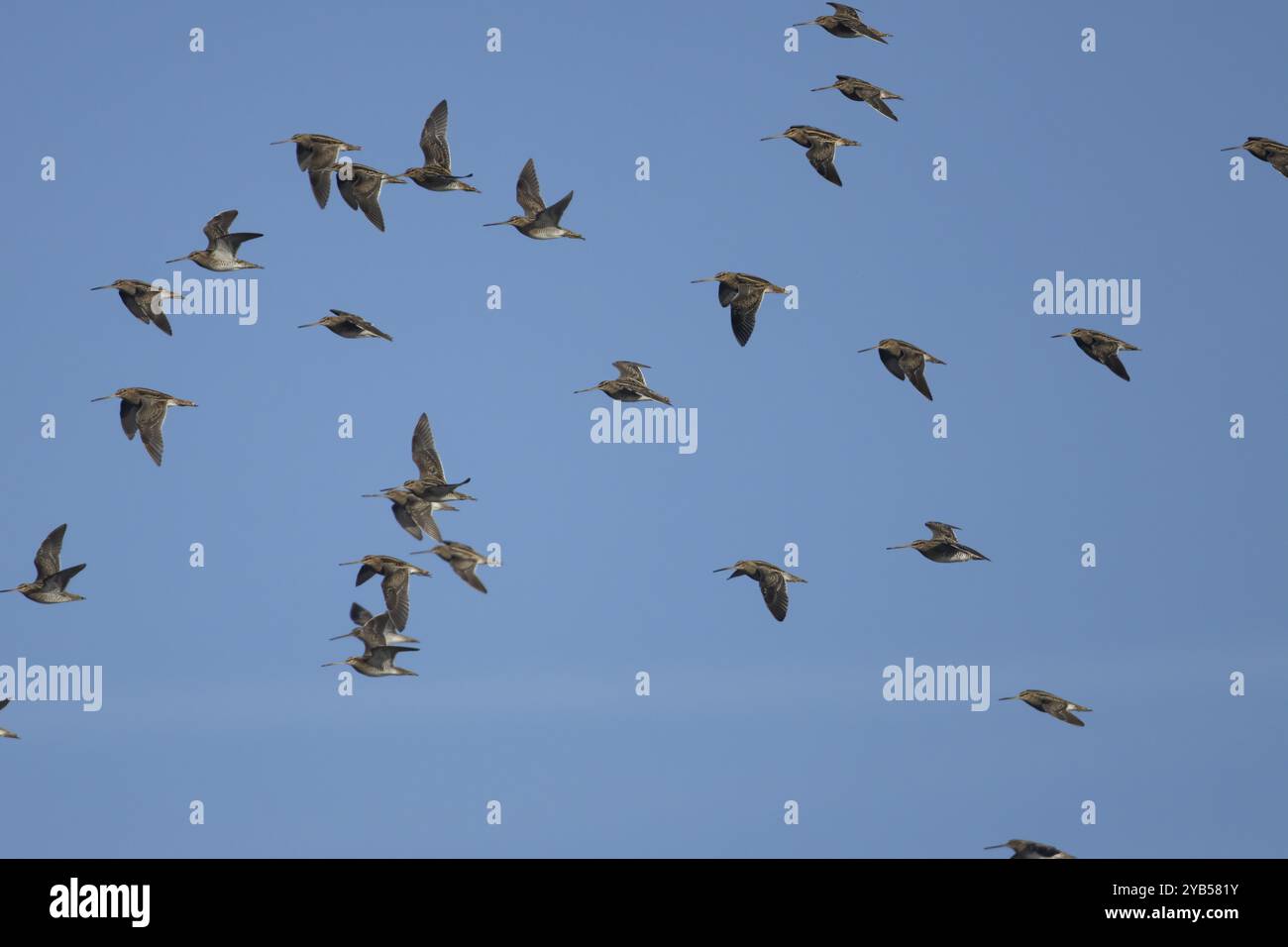 Common snipe (Gallinago gallinago) adult wading birds flying in a flock ...