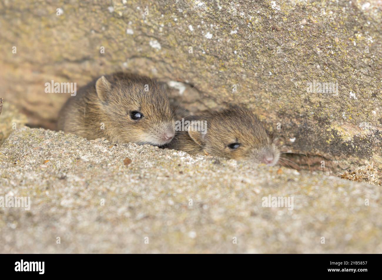 Brown rat (Rattus norvegicus) two juvenile baby rodent animals emerging ...