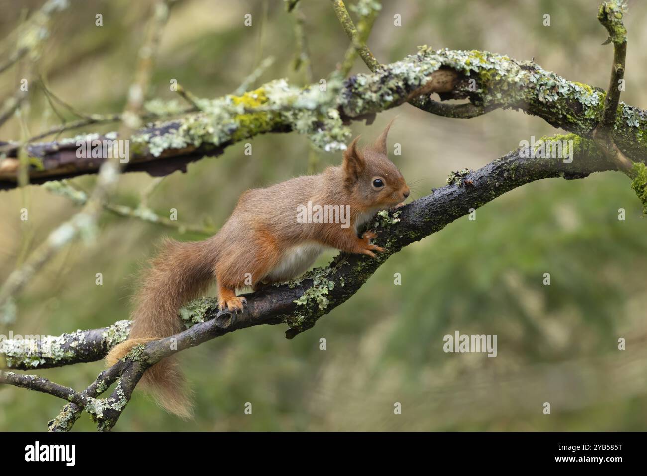 Red squirrel (Sciurus vulgaris) adult animal on a tree branch ...