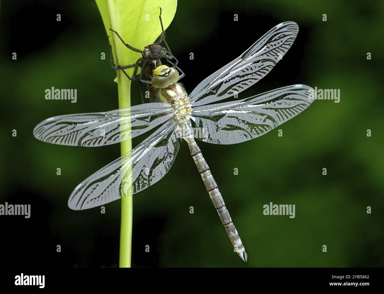 Large dragonfly on dark green background Stock Photo - Alamy