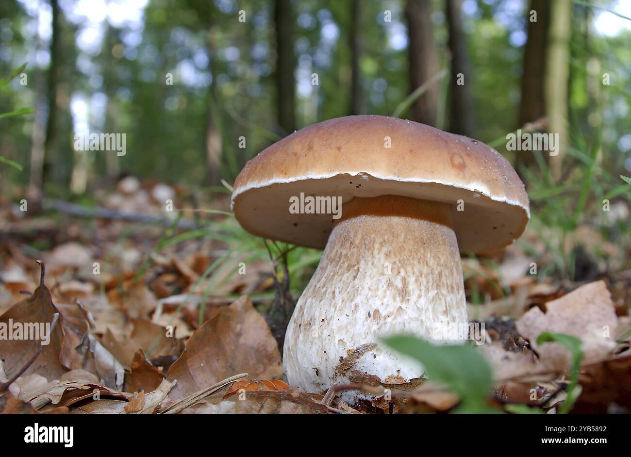 Summer boletus, boletus reticulatus Stock Photo - Alamy