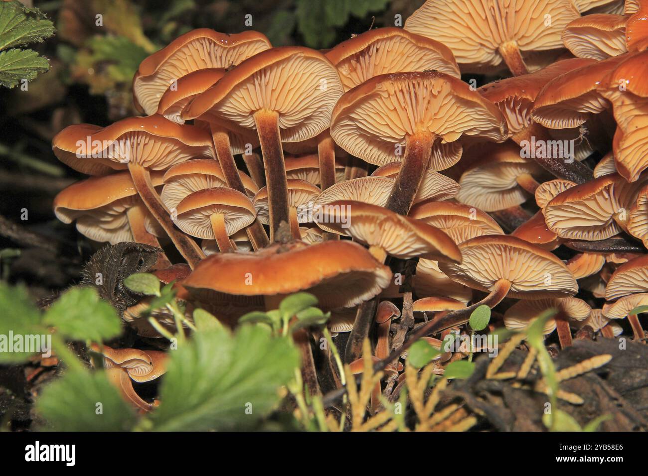 Flammulina velutipes is a frost-resistant fungus that grows in the ...