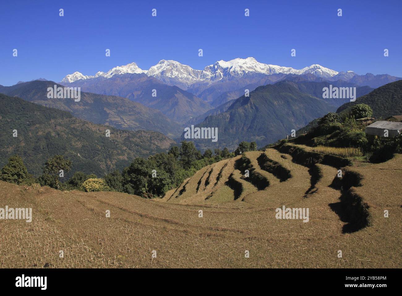 Terraced rice fields in the Annapurna Conservation Area and snow capped ...