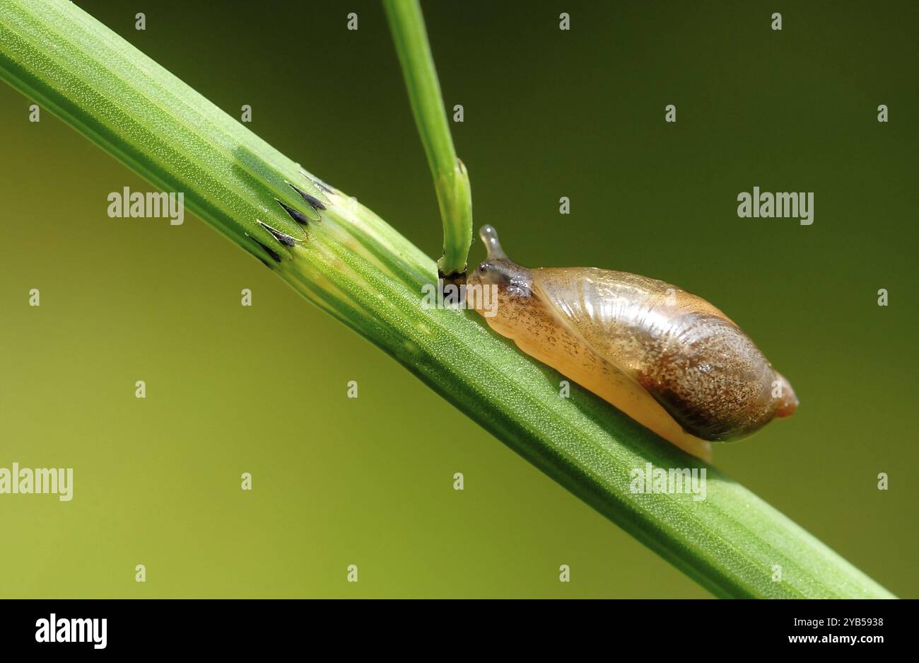 Hermaphrodites hi-res stock photography and images - Alamy