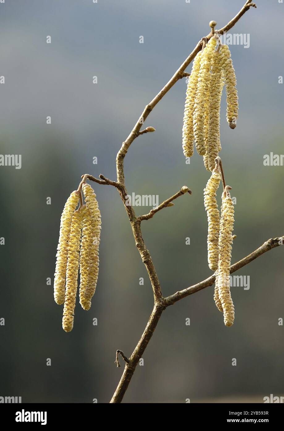 Male flower of the hazel bush. male flower of hazel Stock Photo - Alamy