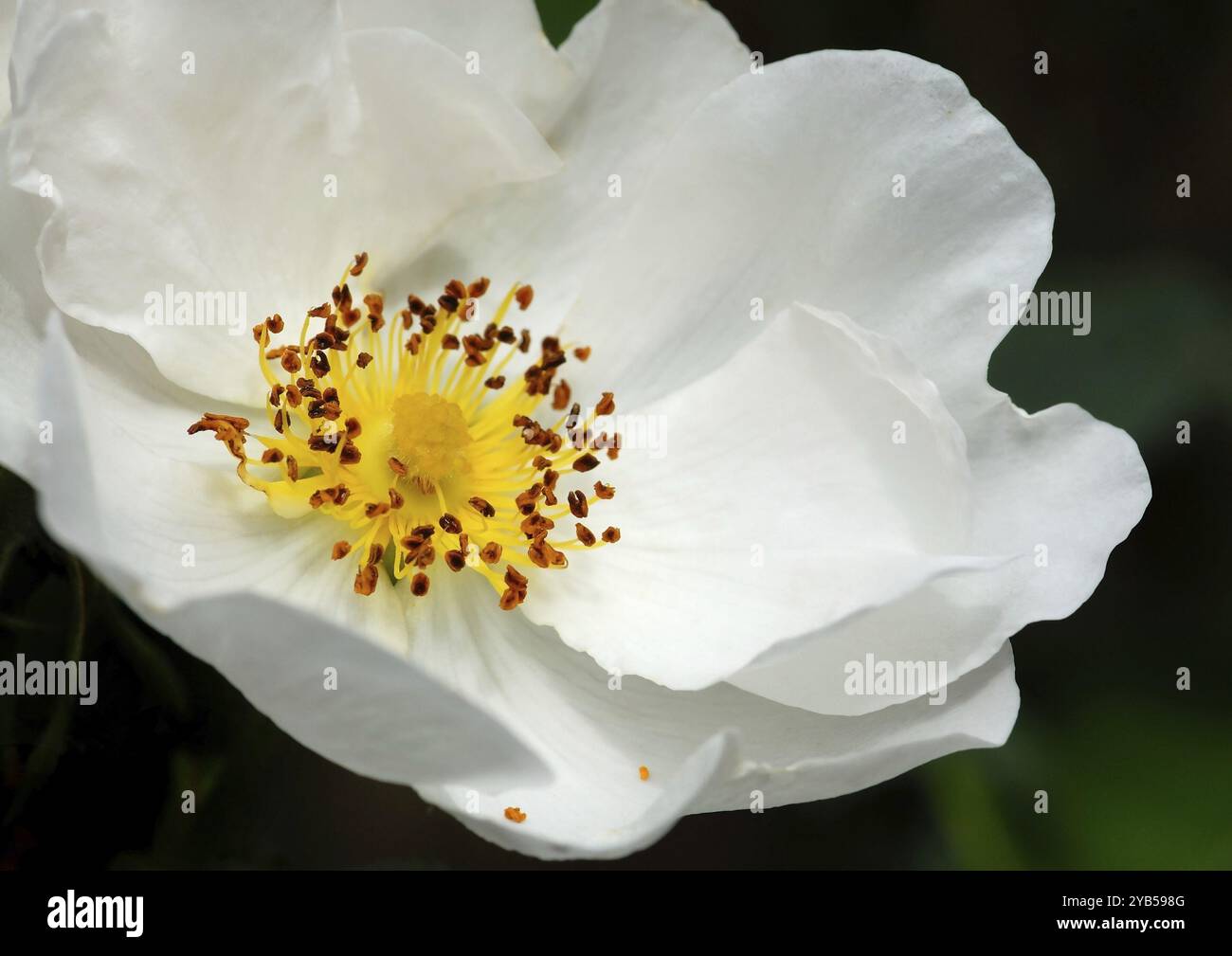 Bobby vine hi-res stock photography and images - Alamy