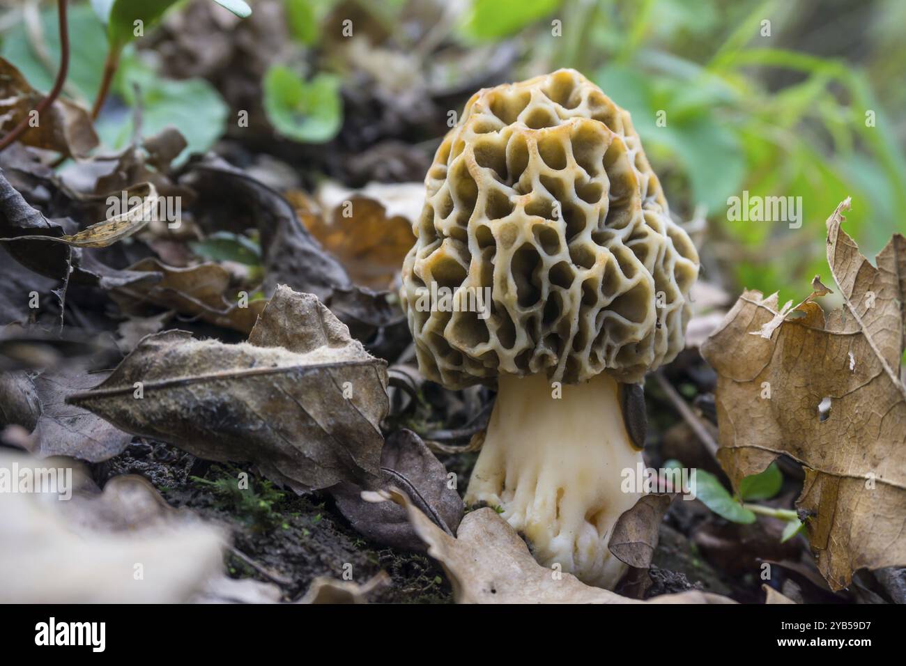 Edible morel in natural surroundings, Morchella esculenta in natural ...