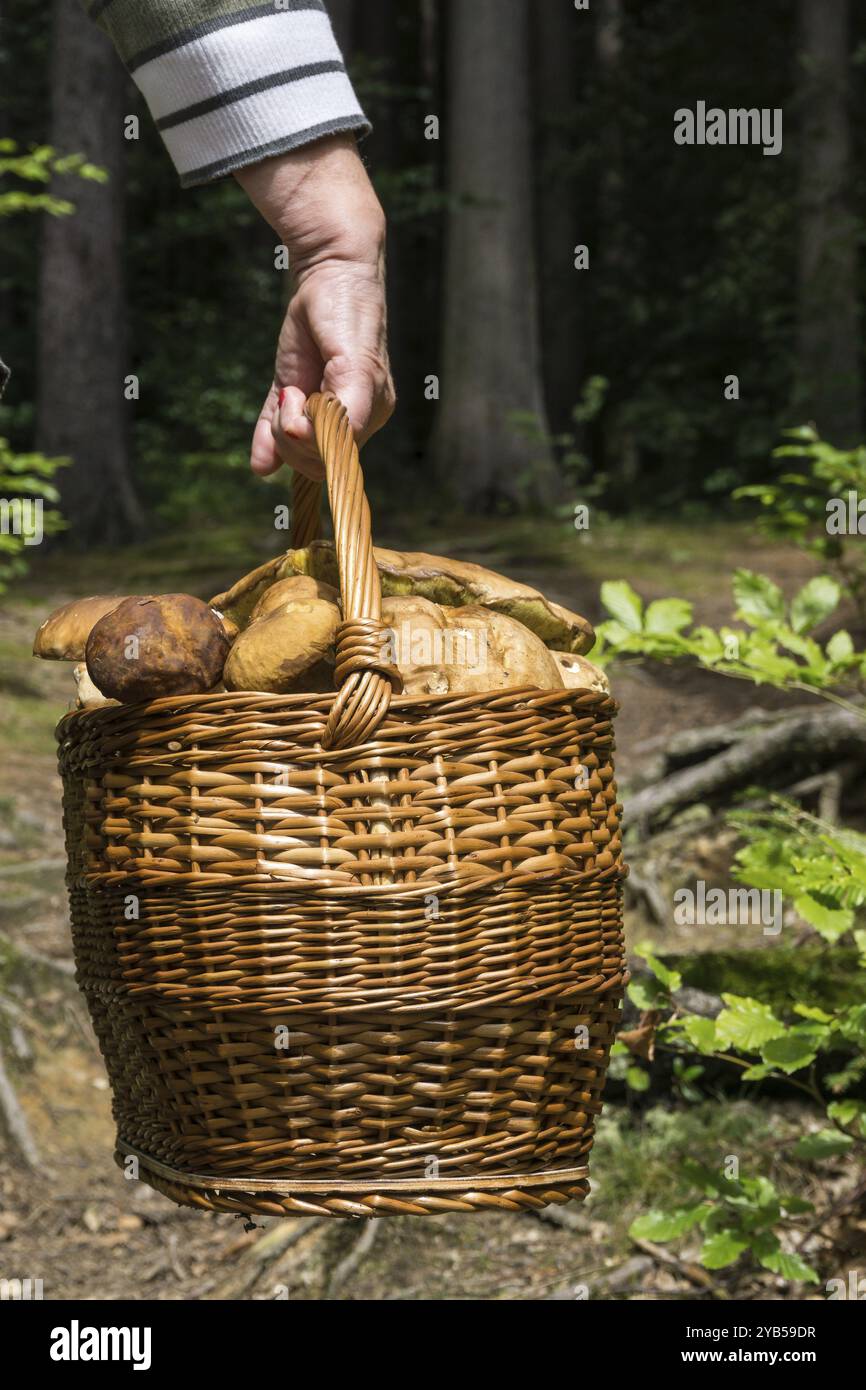 Fungi collects hi-res stock photography and images - Alamy