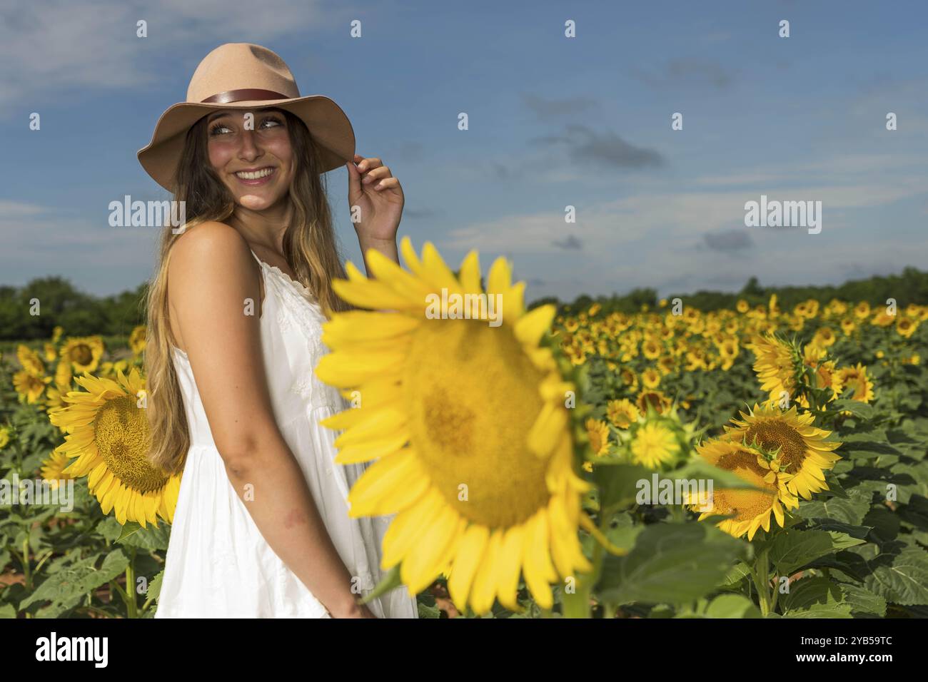 Beautiful blossoming sunflowers hi-res stock photography and images - Alamy