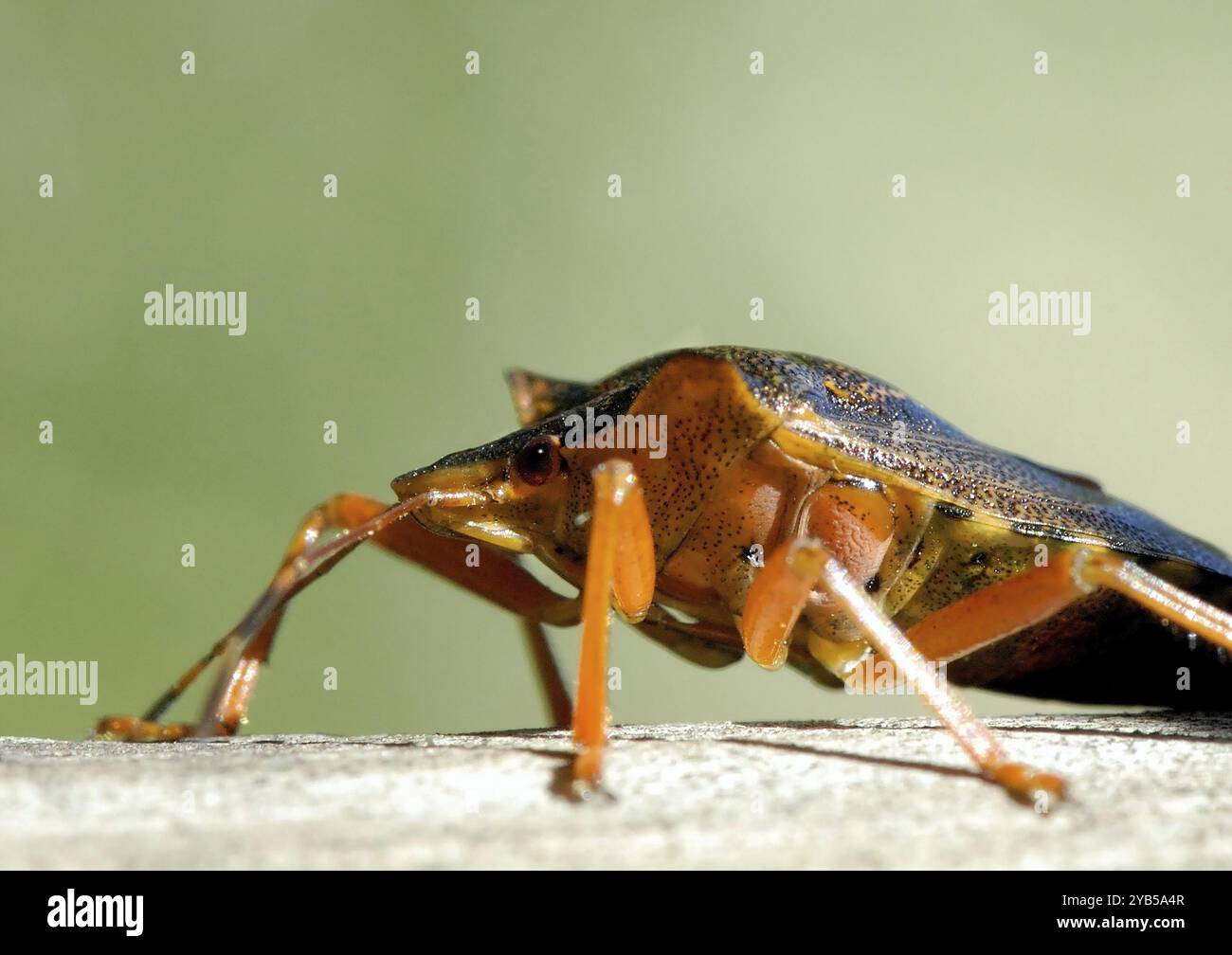 Detailed bug shot hi-res stock photography and images - Alamy