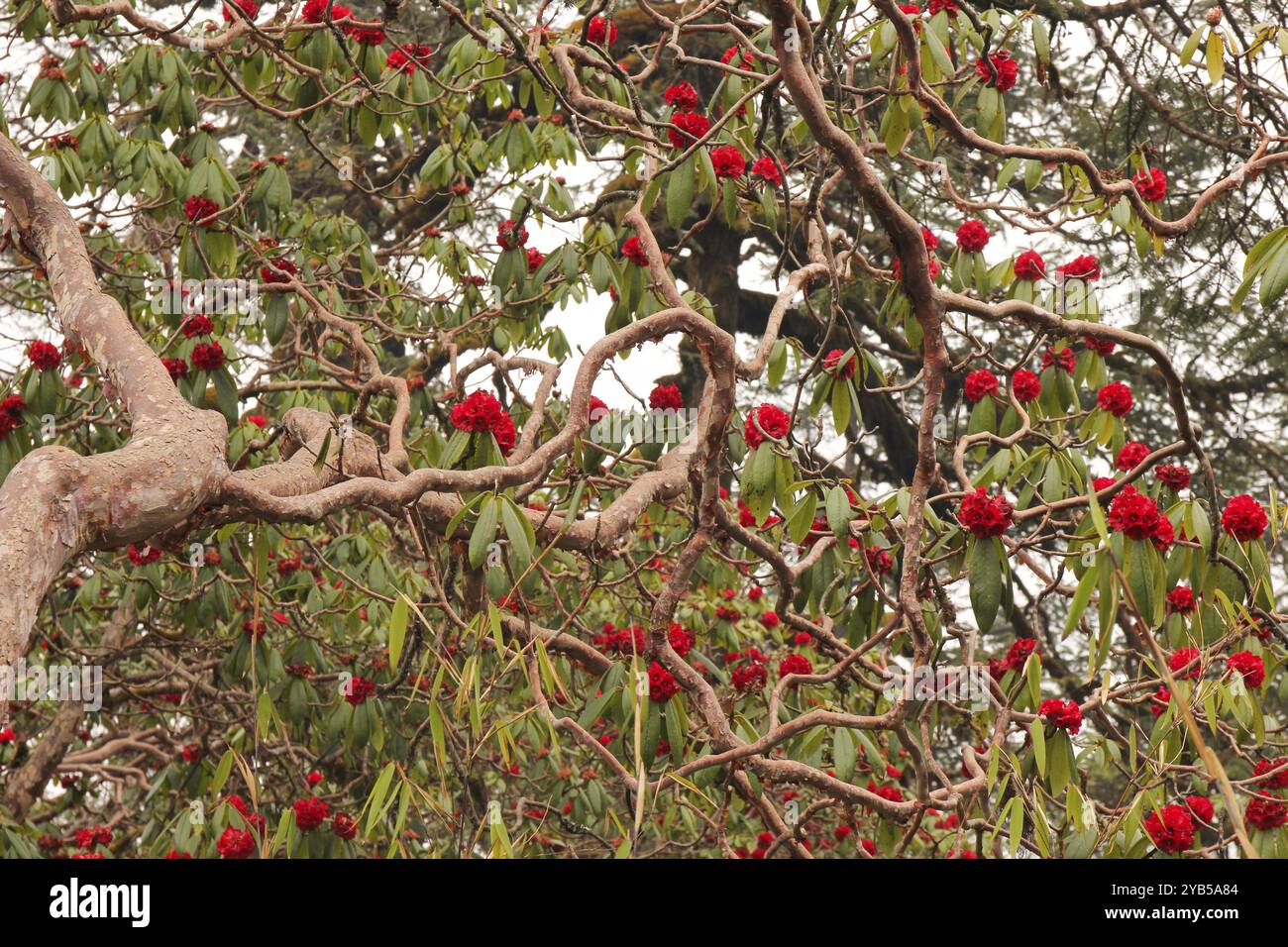 Branchesl of a red Laligurans tree in Nepal Stock Photo - Alamy