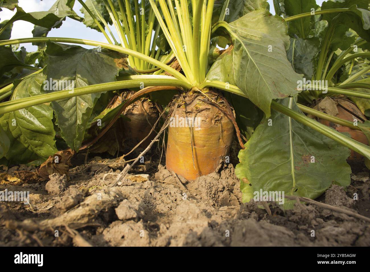 Fodder beet in the soil, Fodder beet in the soil Stock Photo - Alamy