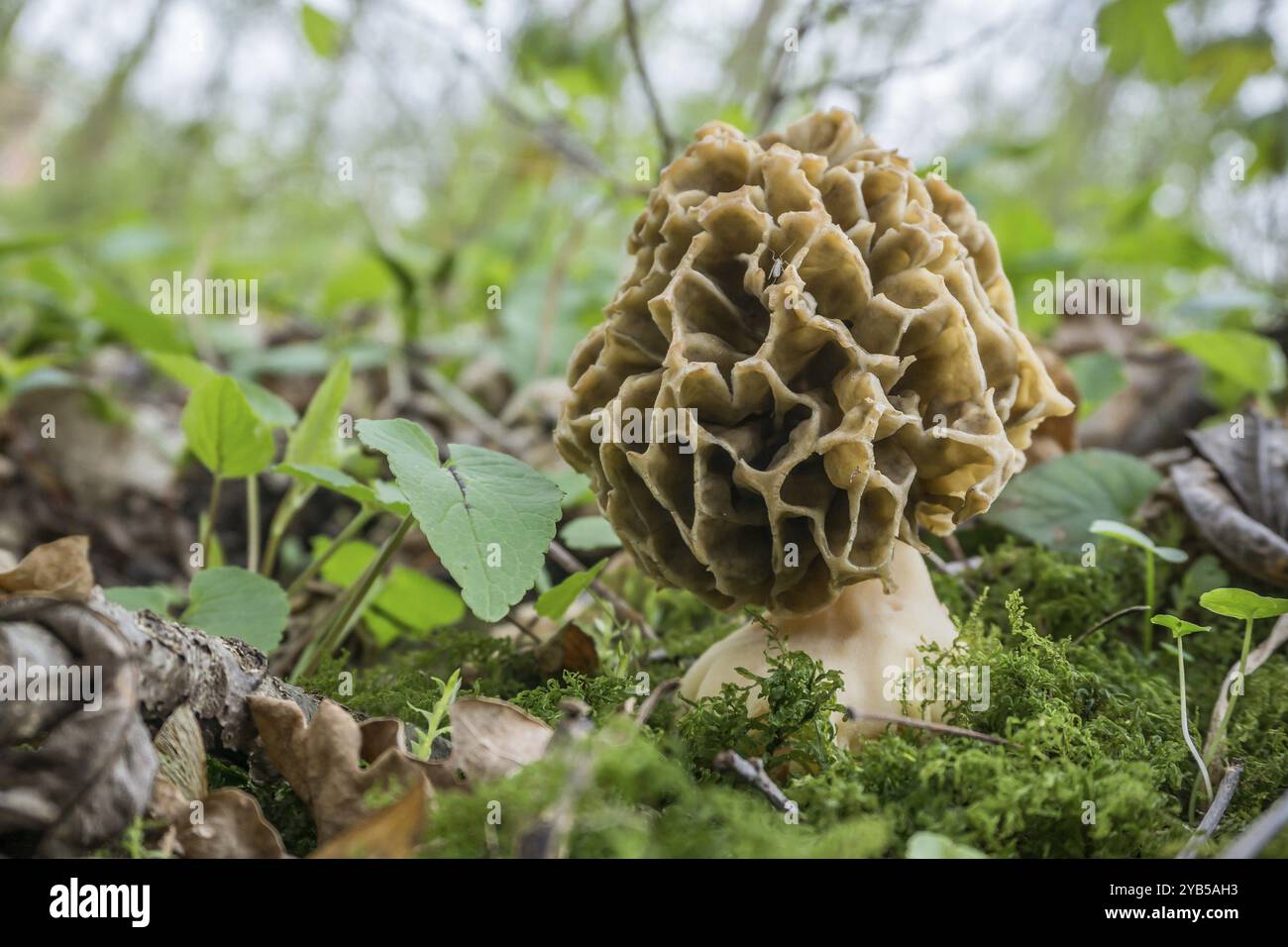 Edible morel in natural surroundings, Morchella esculenta in natural ...