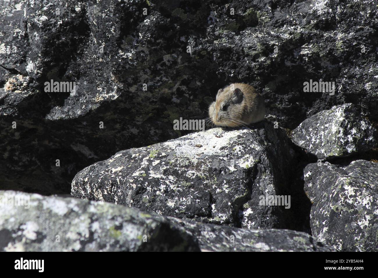 Himalayan Pika photographed in Gokyo, Nepal, Asia Stock Photo - Alamy