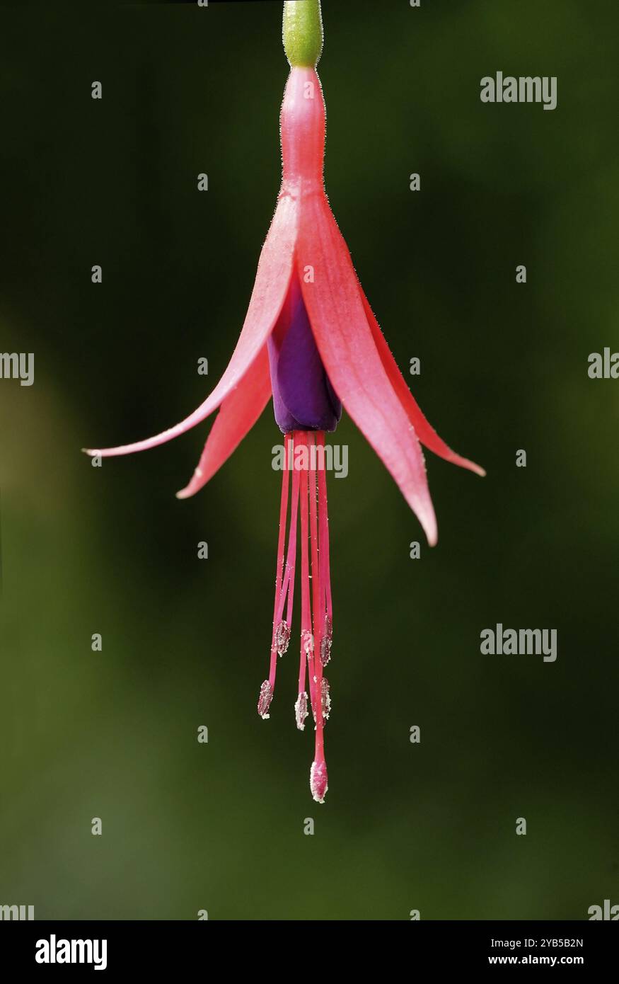 Fuchsia magellanica hummingbird hardy hi-res stock photography and ...