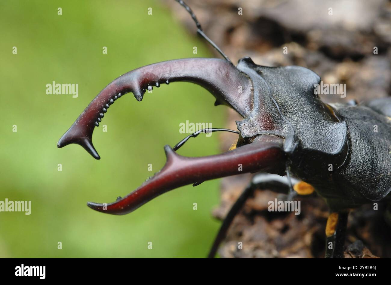 Beetles friendly hi-res stock photography and images - Alamy