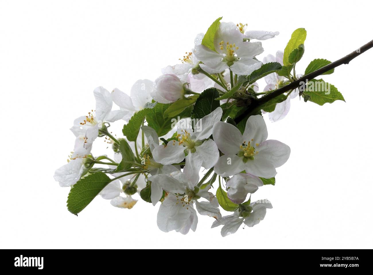 Blossom twigs Cut Out Stock Images & Pictures - Alamy