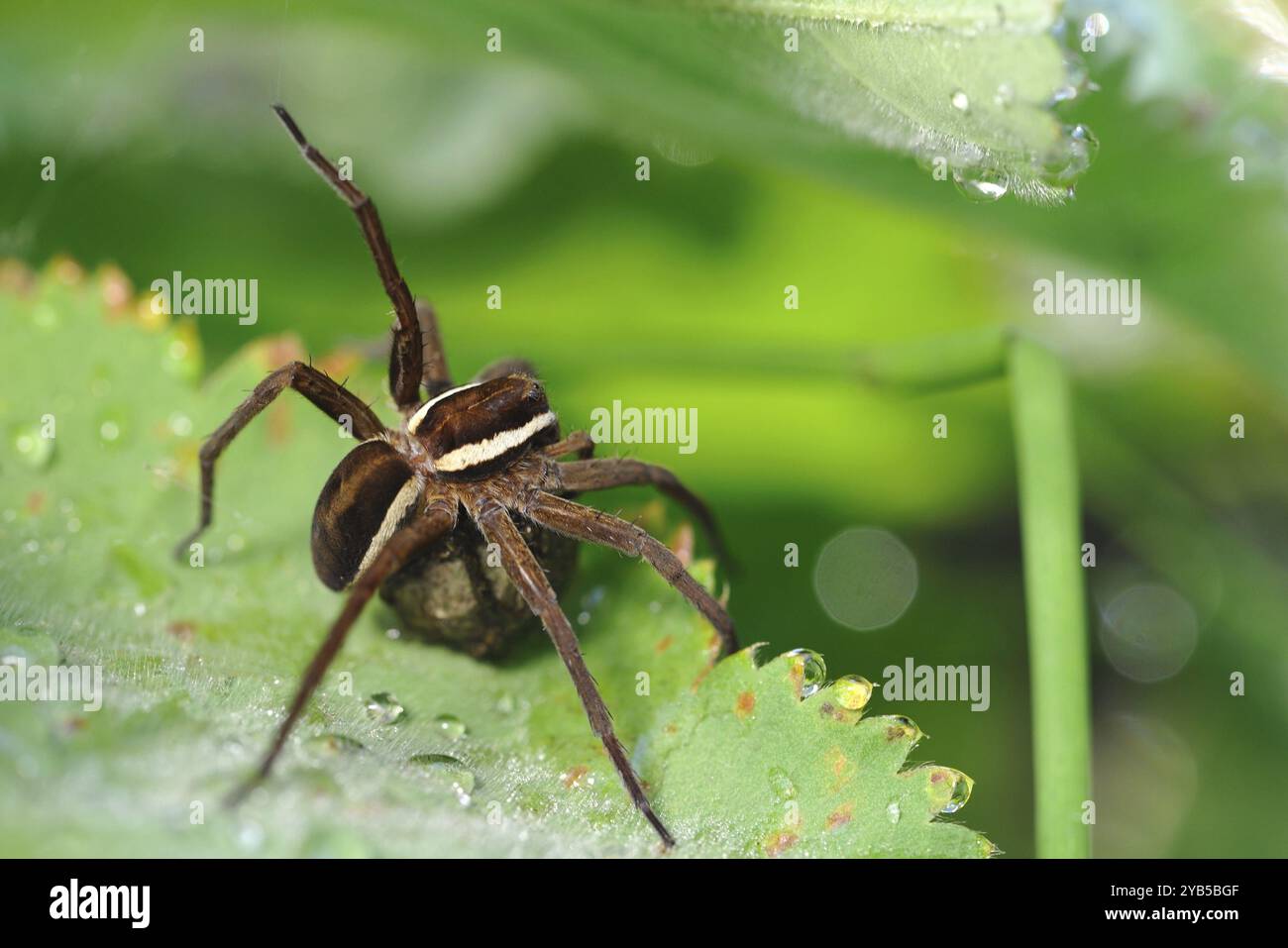 Hunting spider on the bank with egg cocoon Stock Photo - Alamy