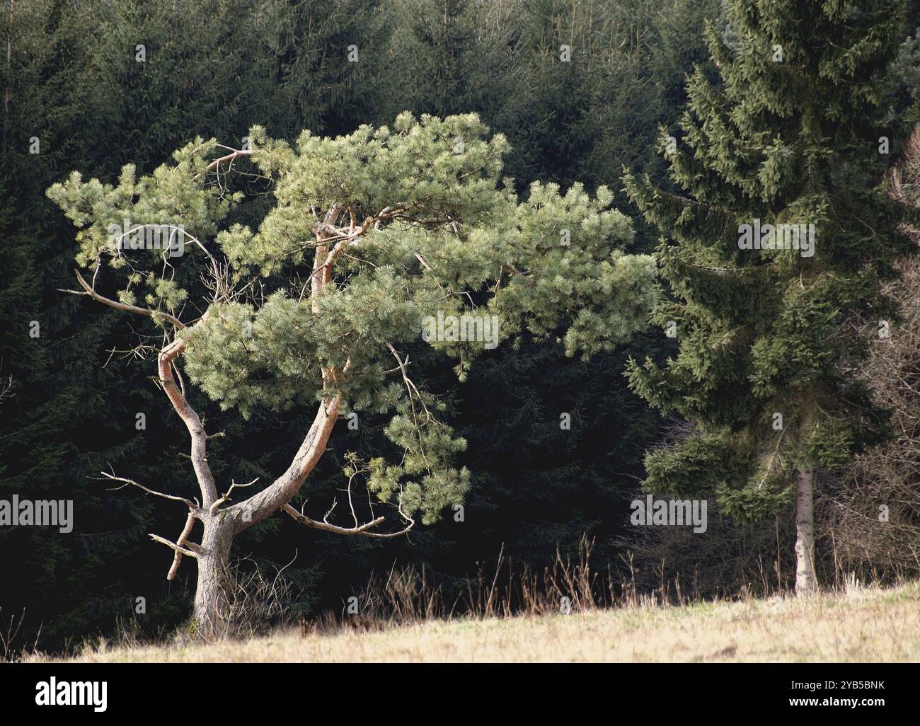 Coniferales pinales pines pine tree pine pinus hi-res stock photography ...