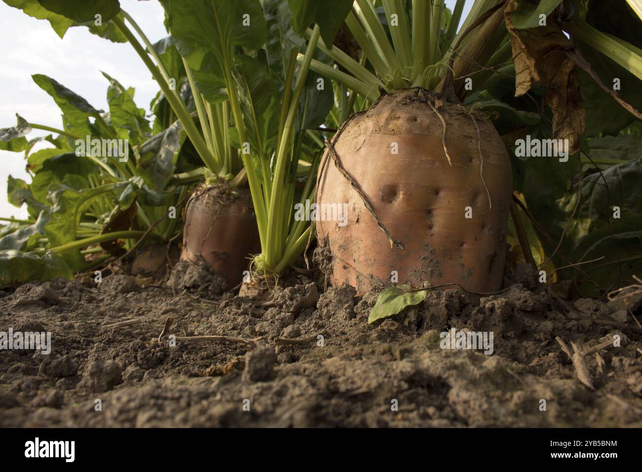 Fodder beet in the soil, Fodder beet in the soil Stock Photo - Alamy