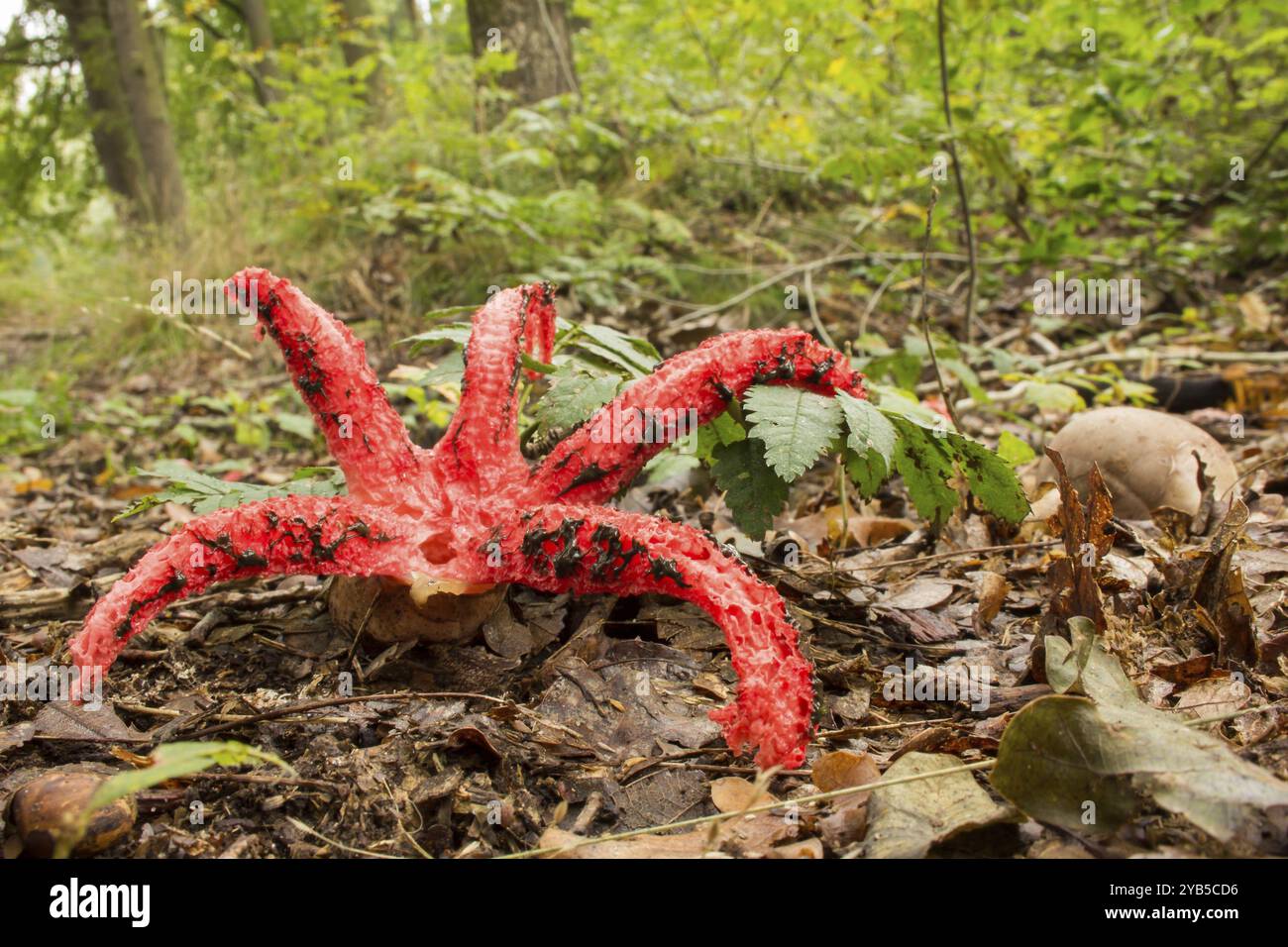 Octopus mushroom in the forest, Octopus Stinkhorn in the forest Stock ...