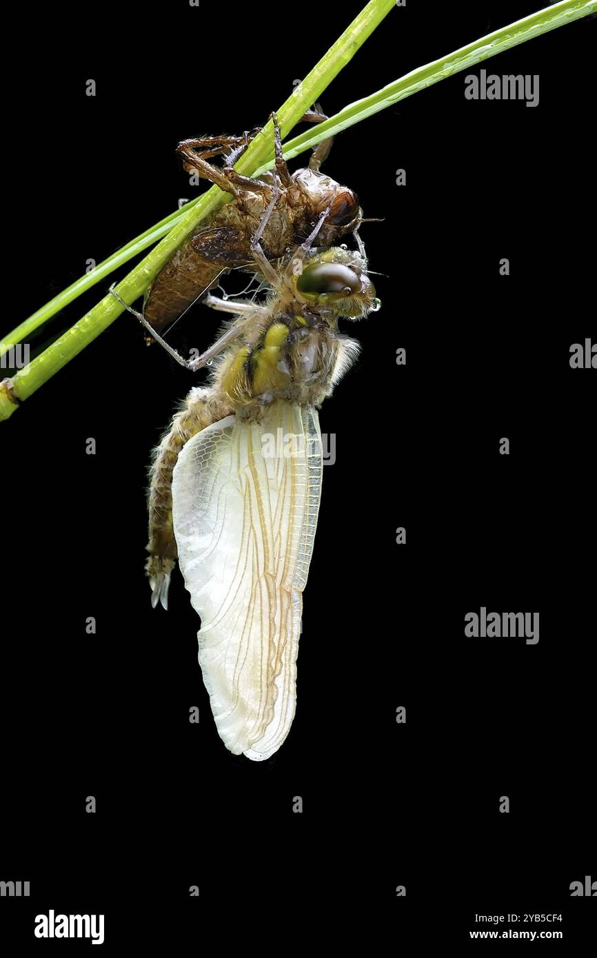 Freshly hatched dragonfly with exuvia, cropped Stock Photo - Alamy