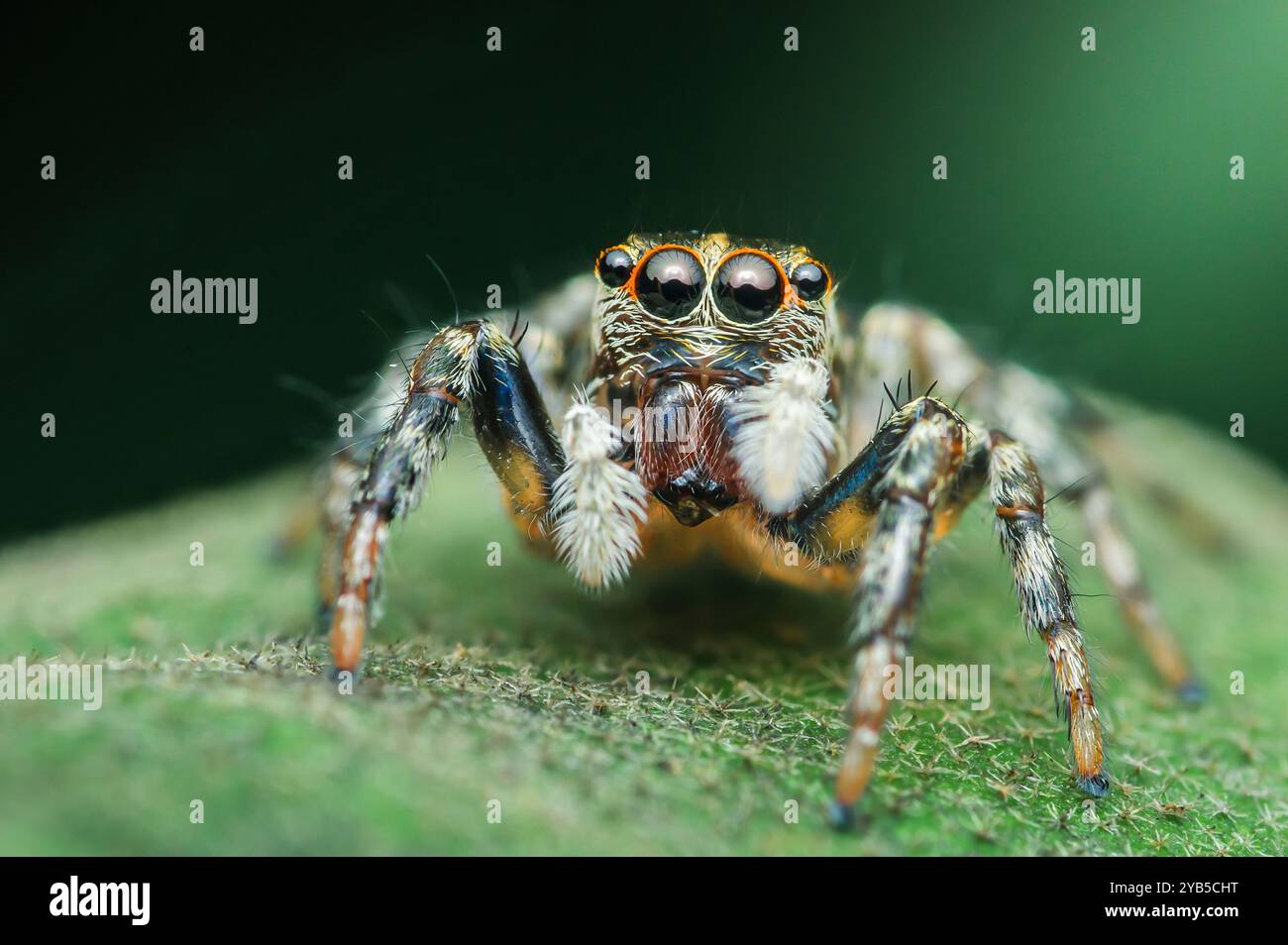 Jumping spider with eight eyes stands on a green leaf, looking colorful ...