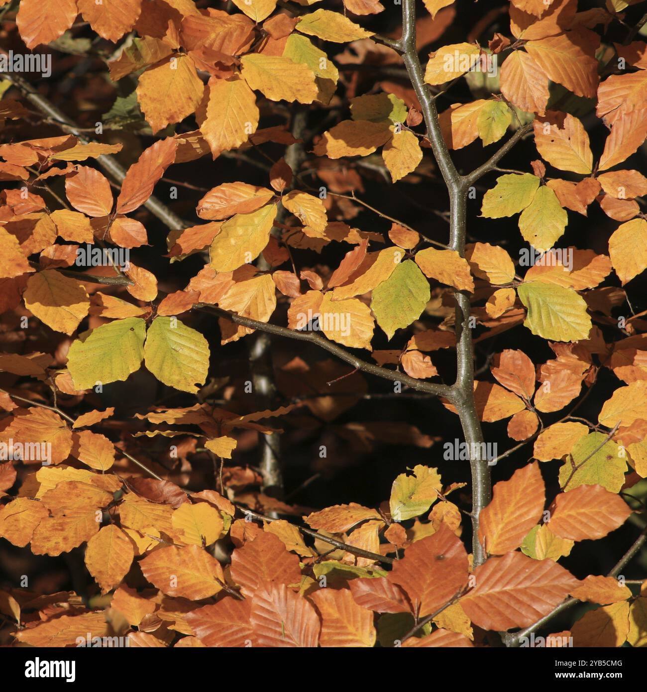 Detail of a beech hi-res stock photography and images - Alamy