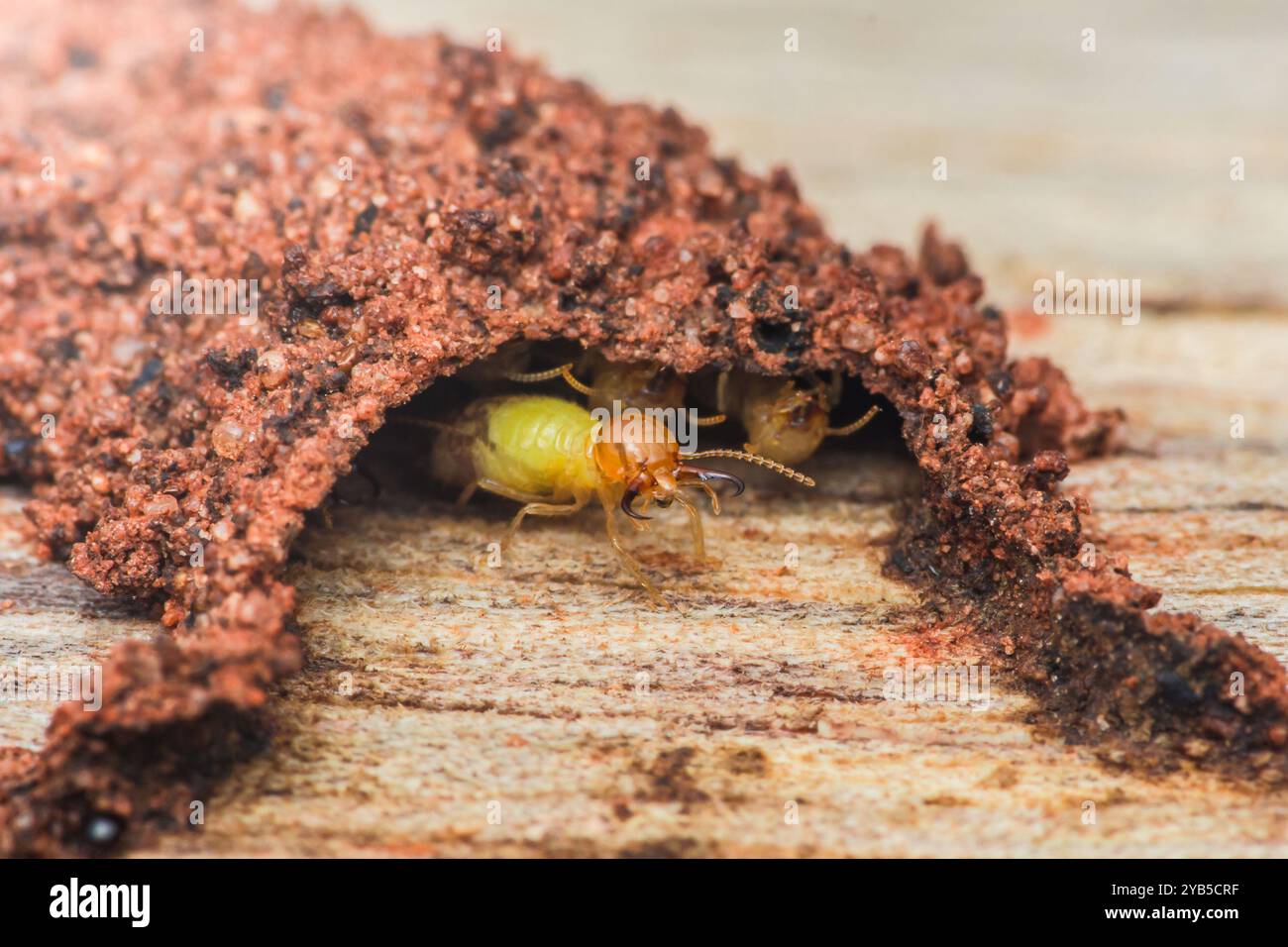 Group of termites are leaving their nest on a wood plank, a common ...