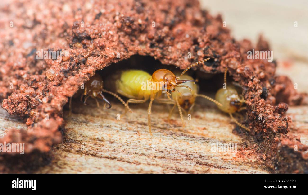 Close up macro shot of termites emerging from their nest built into a ...