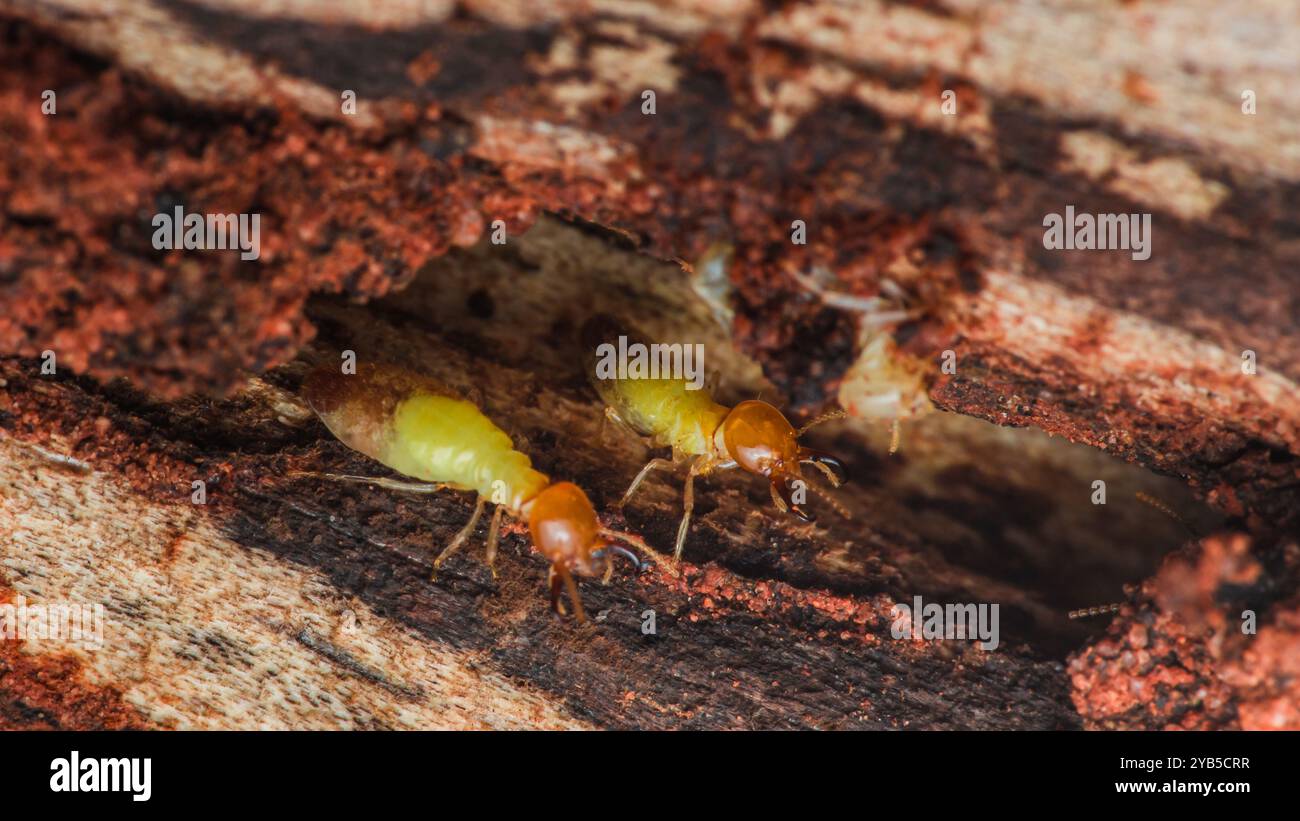 Close-up of termites eating wood, causing damage and infestation ...