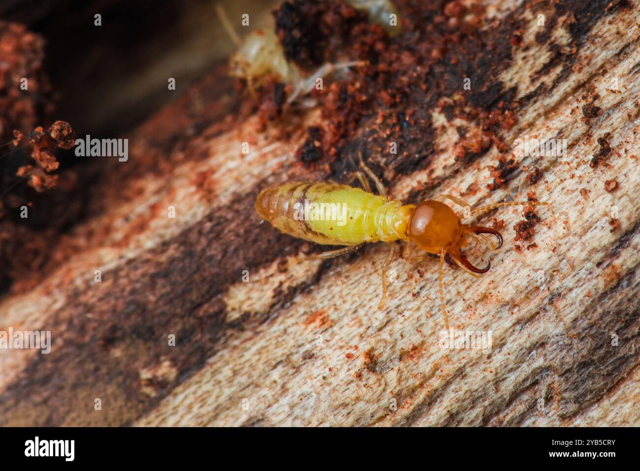 Macro photography of a termite walking on wood, showing its intricate ...