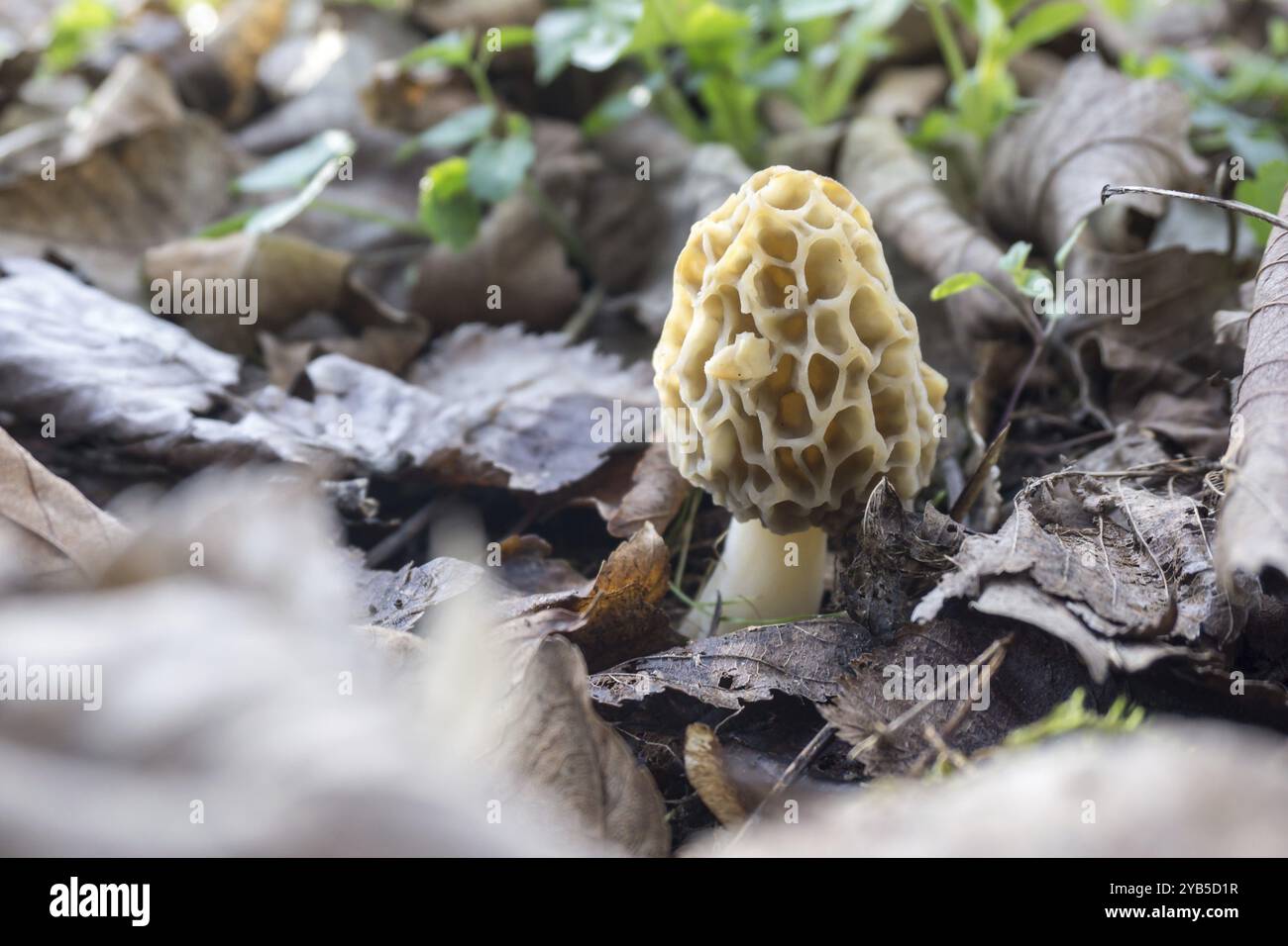 Edible morel in natural surroundings, Morchella esculenta in natural ...