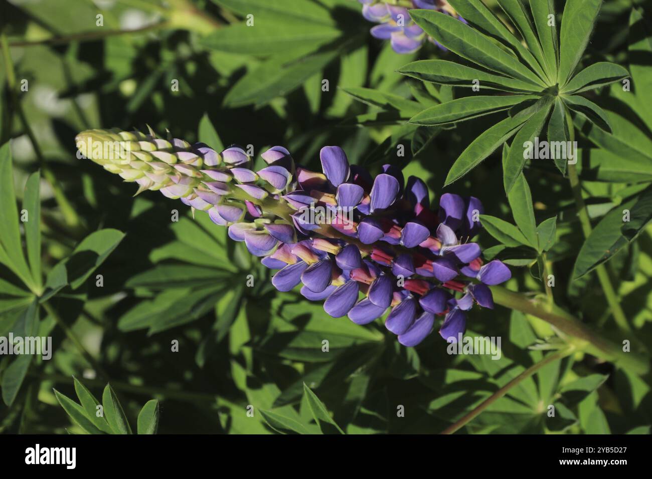 Purple lupin growing in Switzerland Stock Photo - Alamy