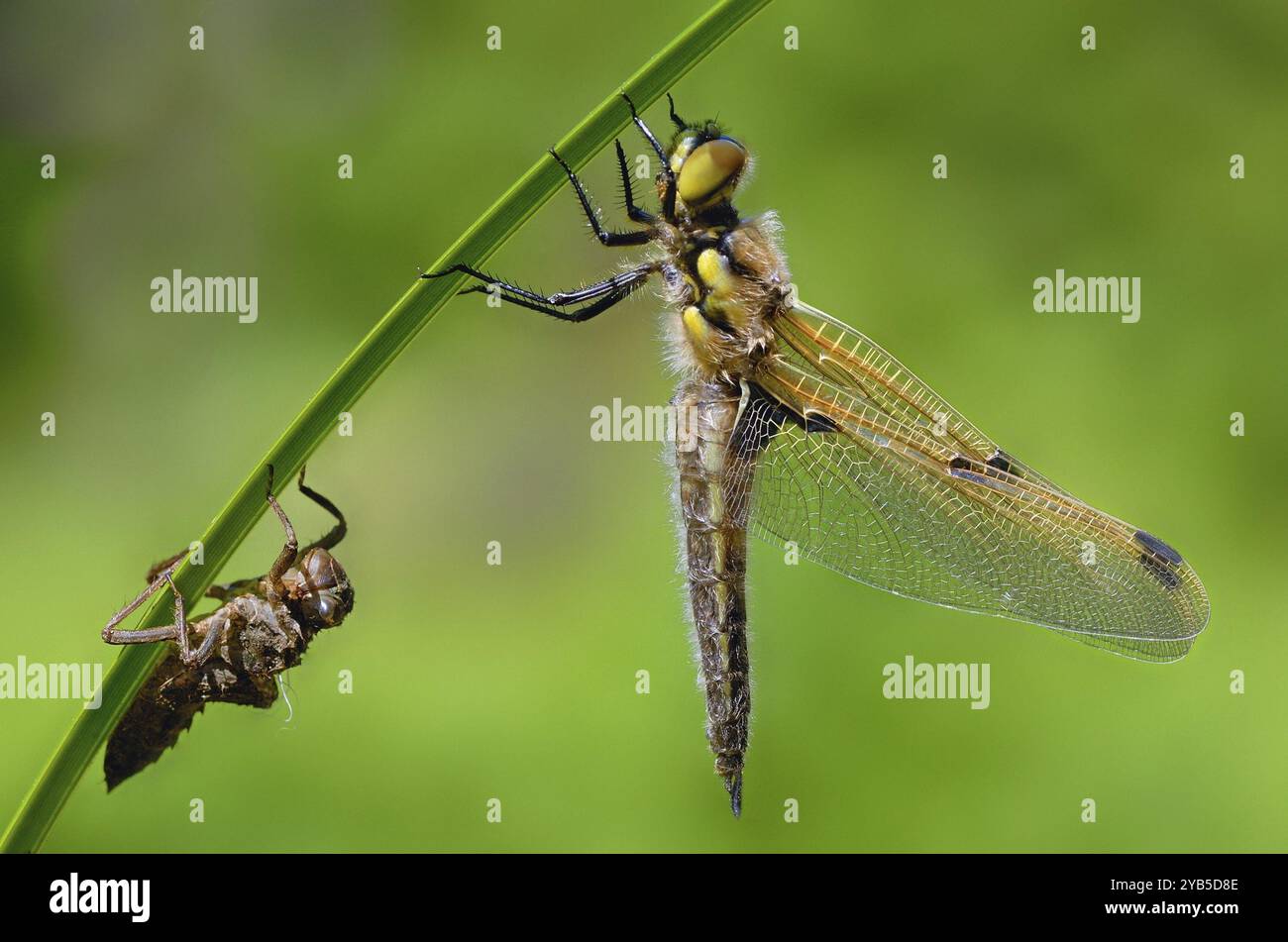 Four-spotted dragonfly with exuviae against a blurred green background ...