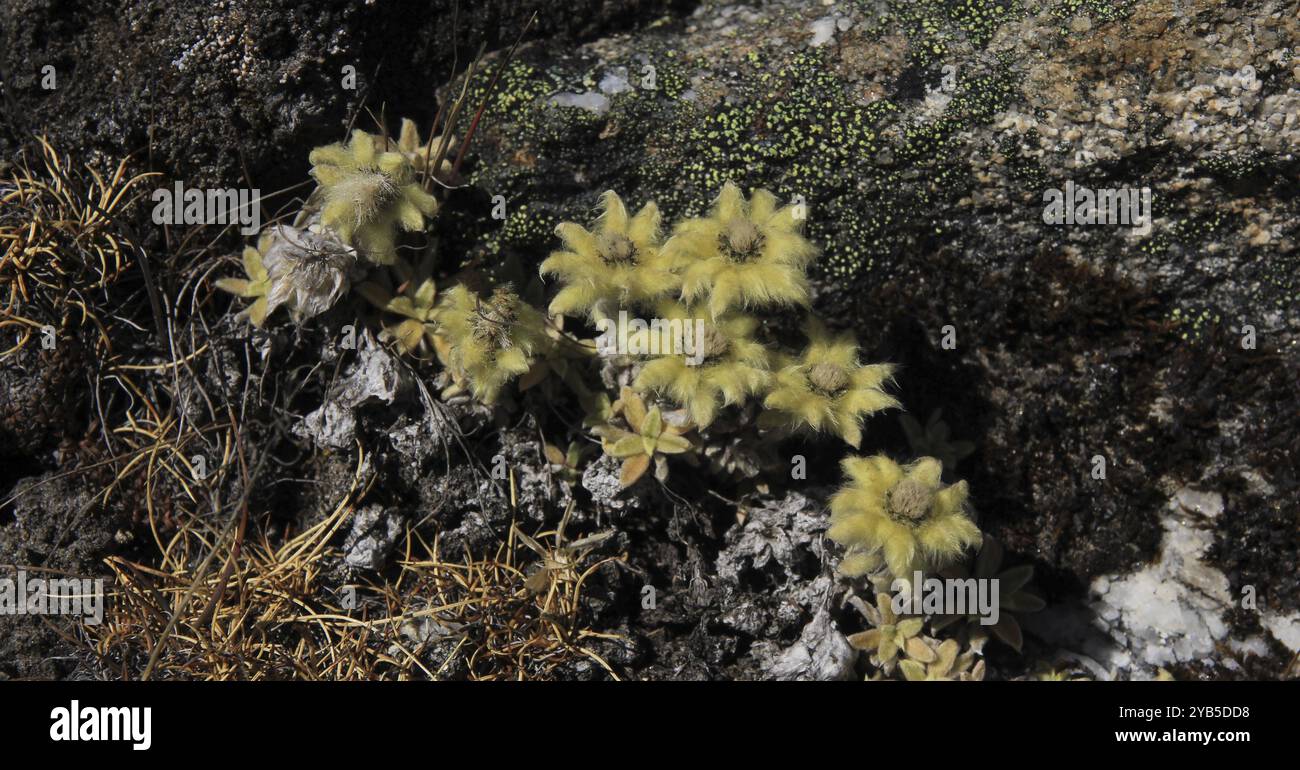 Yellow furry flowers growing high up in the Himalayas, appearing to be ...