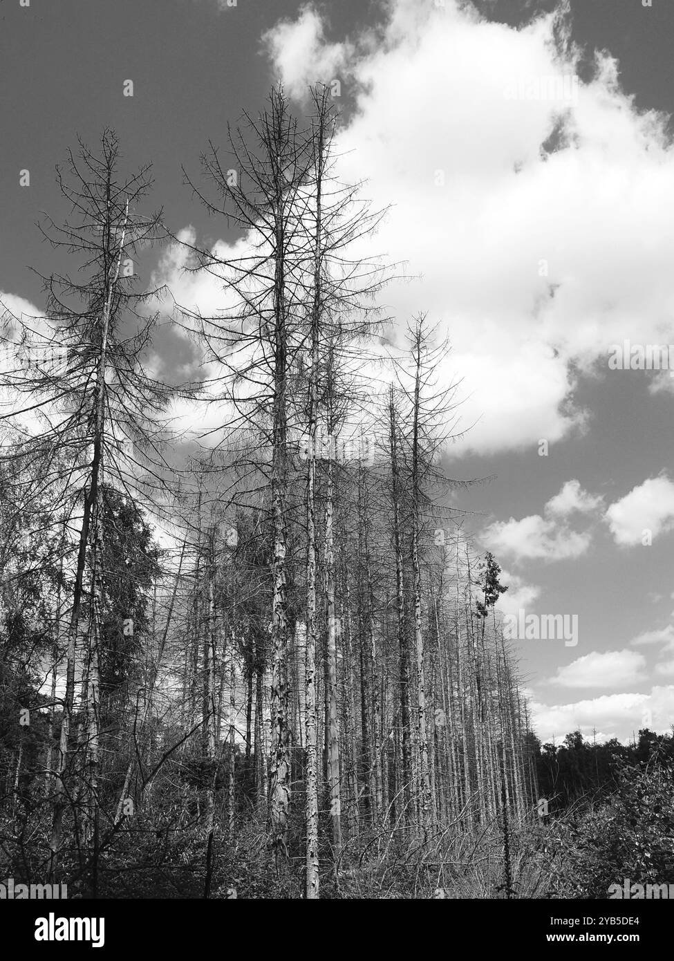 Forest dieback, dead spruces (Picea), black and white, North Rhine ...
