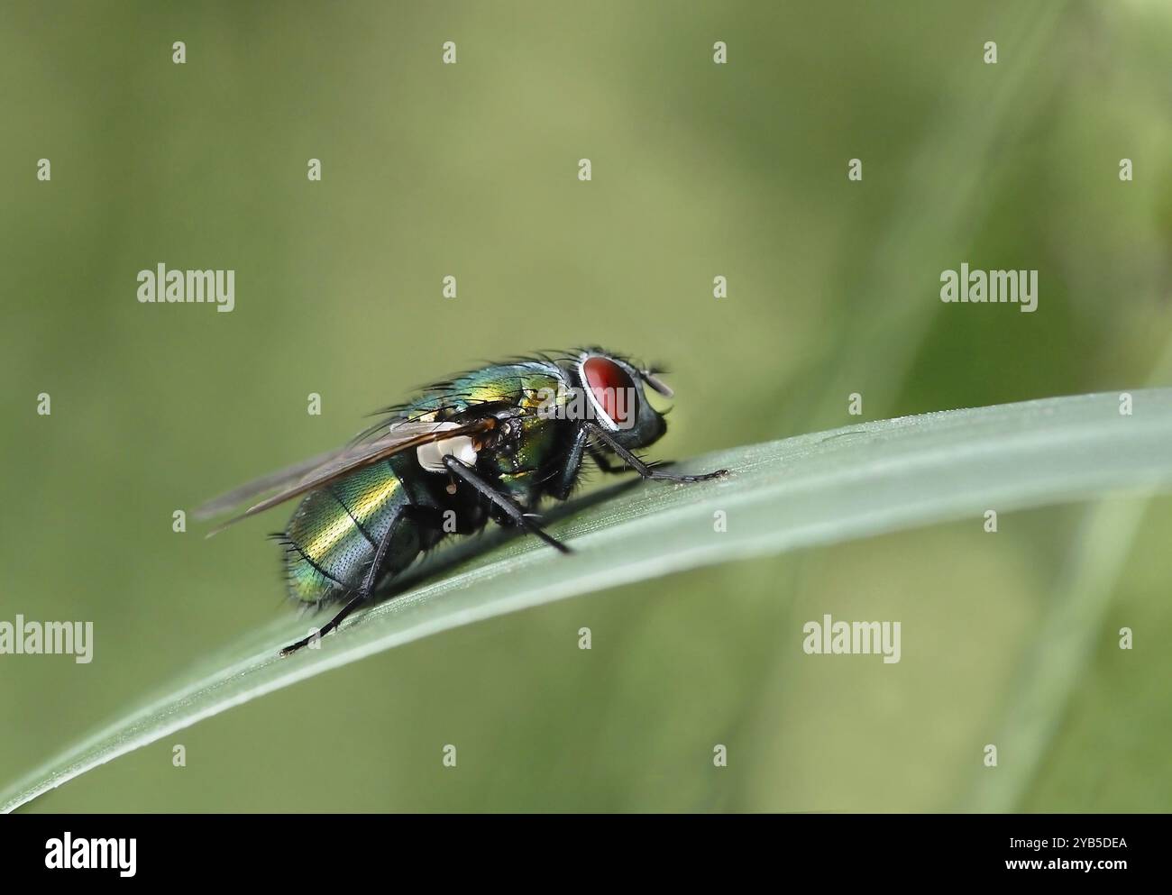 Close up view glowing flying hi-res stock photography and images - Alamy
